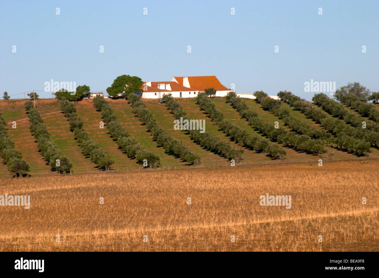 olive grove and farm house alentejo portugal Stock Photo - Alamy