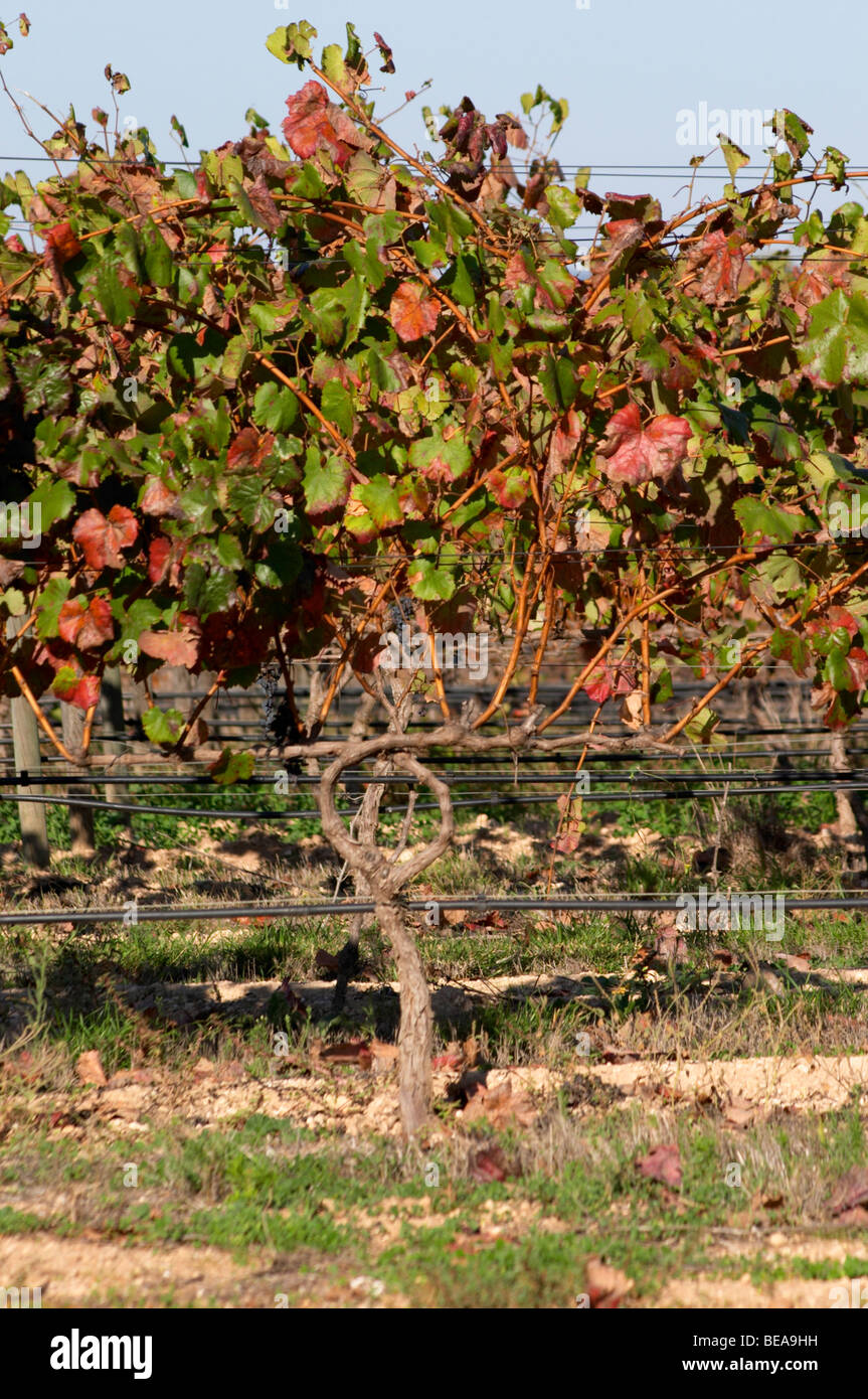 Cordon de royat hi-res stock photography and images - Alamy