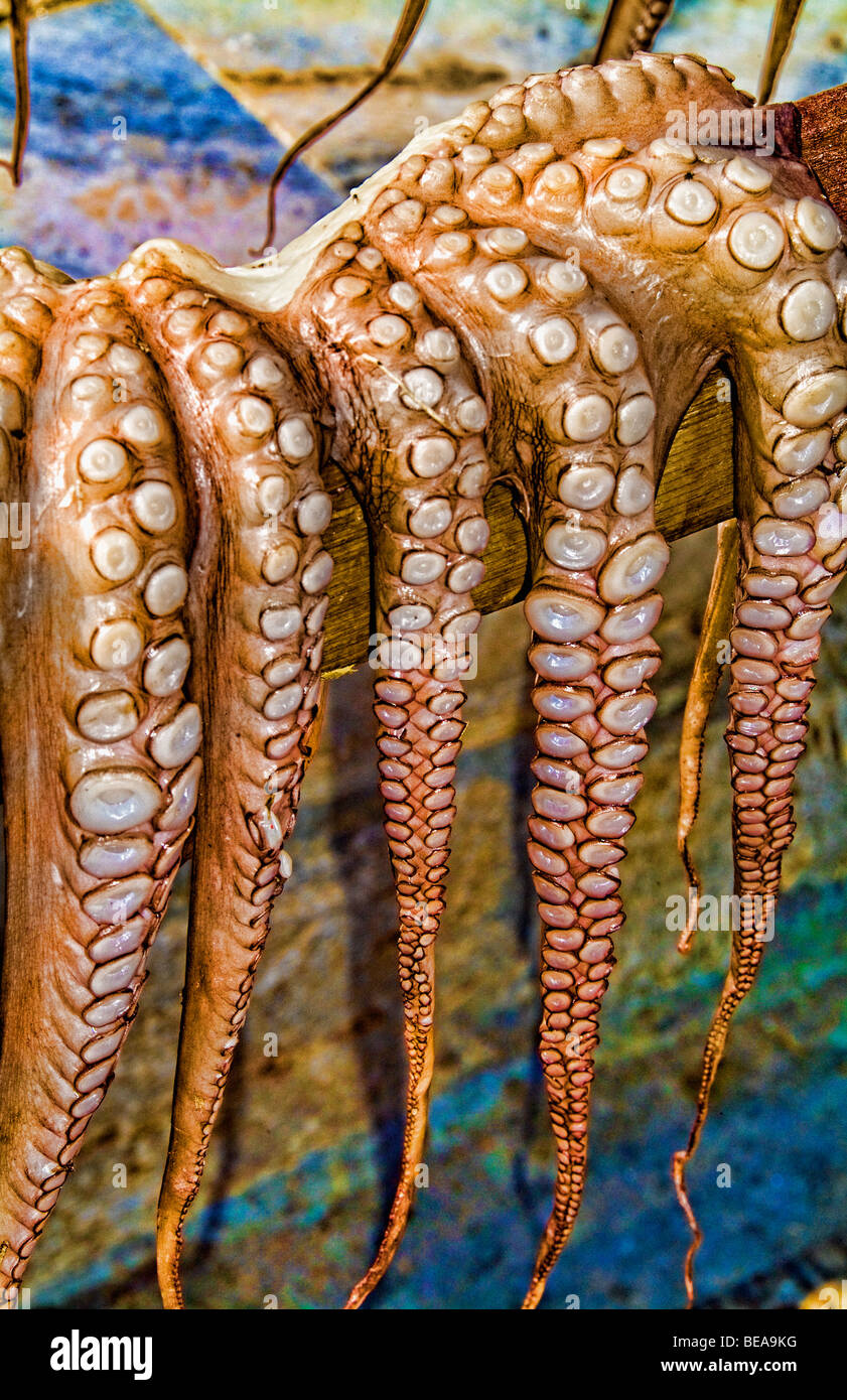 Close up of Octopus hanging from pole in beautiful island of Paros ...