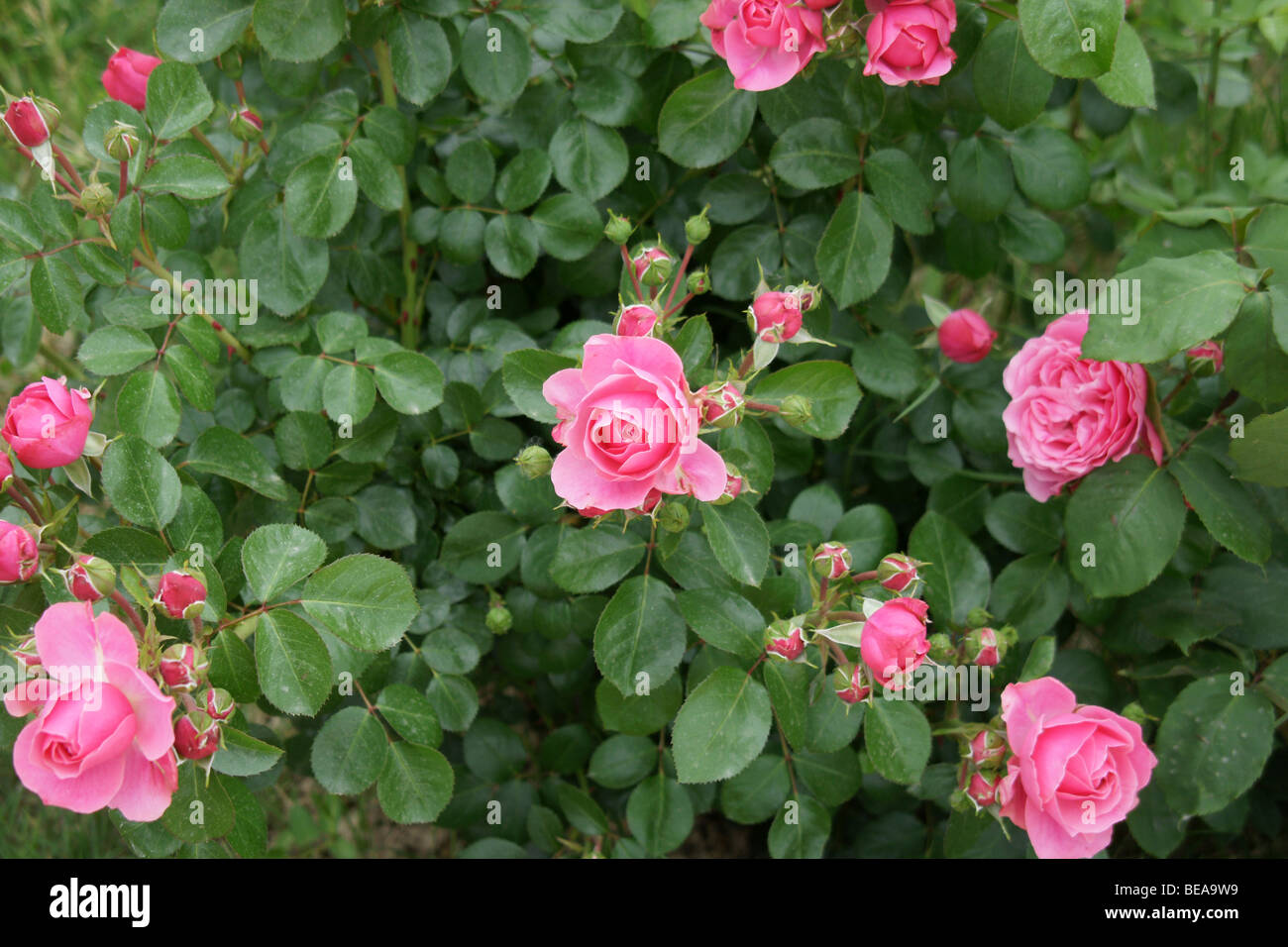 Rosa espana hi-res stock photography and images - Alamy