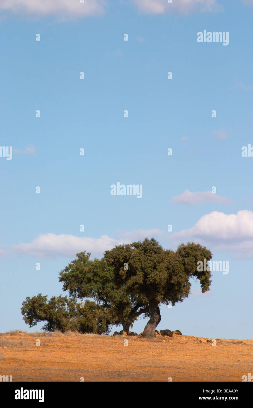dry fields with oak trees herdade da malhadinha nova alentejo portugal ...
