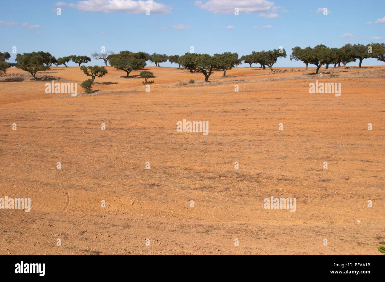 dry fields with oak trees herdade da malhadinha nova alentejo portugal ...
