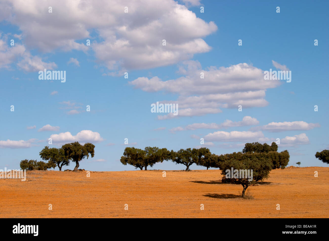 dry fields with oak trees herdade da malhadinha nova alentejo portugal ...