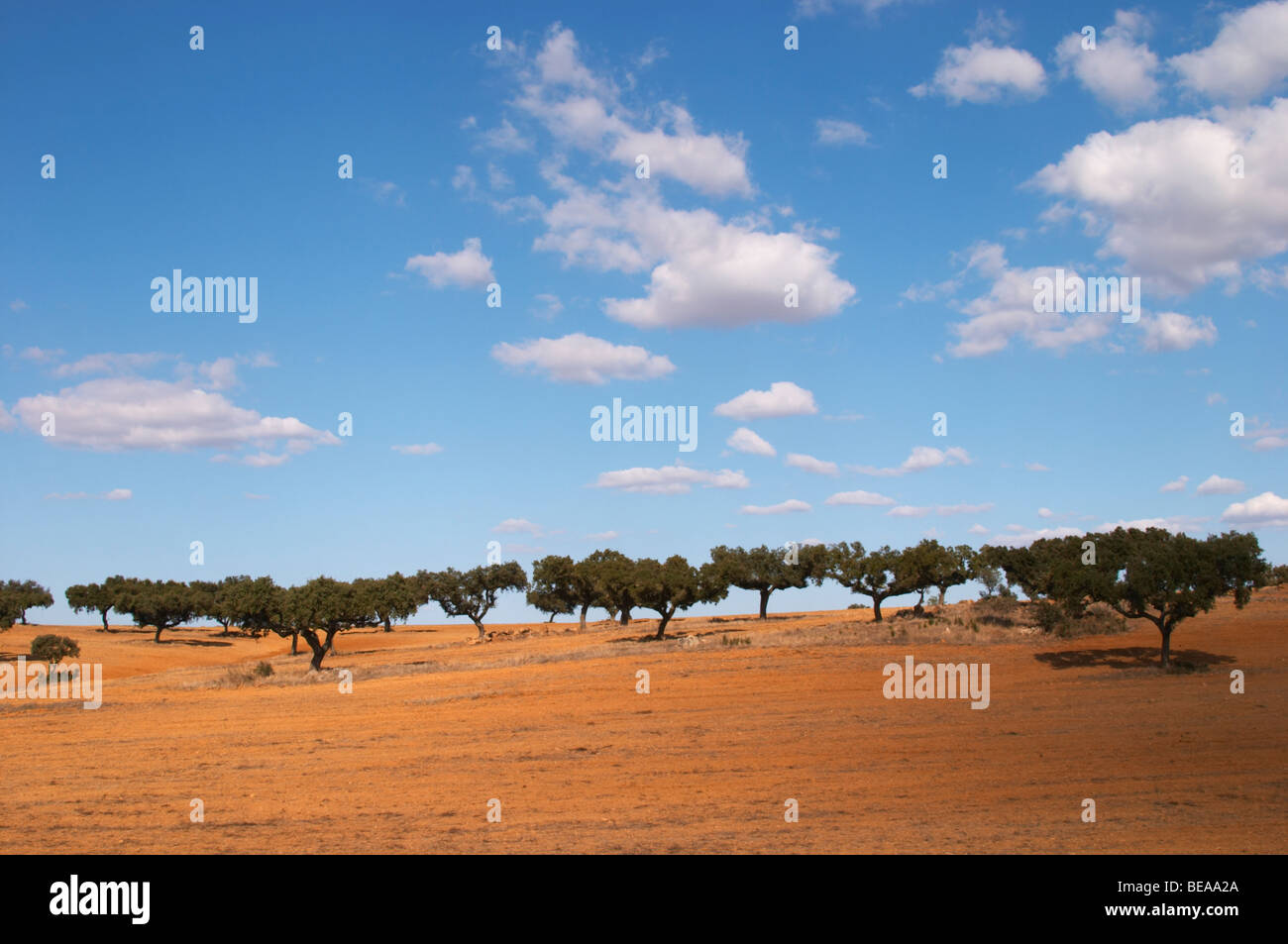 dry fields with oak trees herdade da malhadinha nova alentejo portugal ...