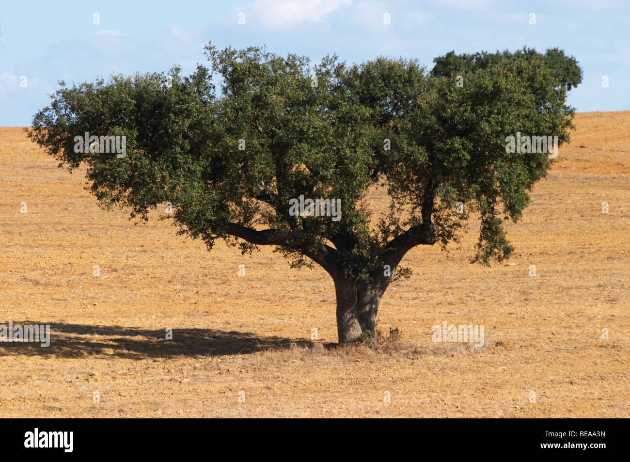 dry fields with oak trees herdade da malhadinha nova alentejo portugal ...