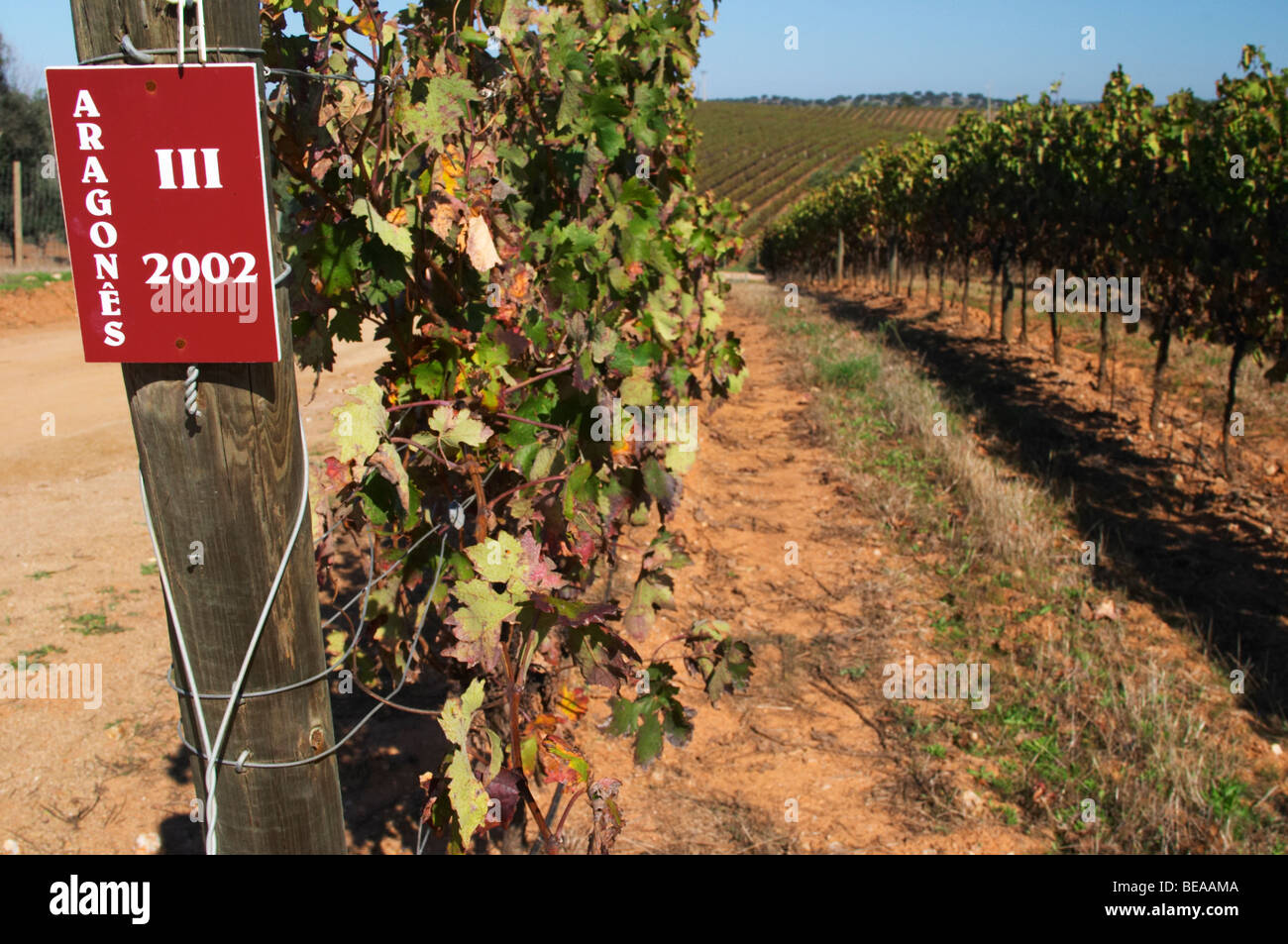 tempranillo vineyard herdade de sao miguel alentejo portugal Stock ...