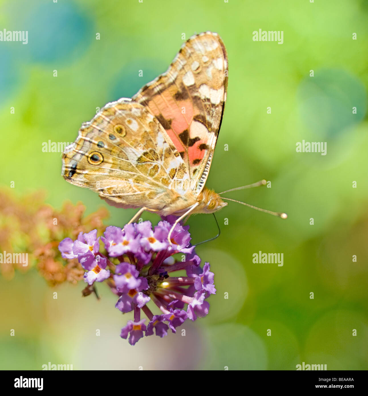 Butterfly at butterfly bush hi-res stock photography and images - Alamy