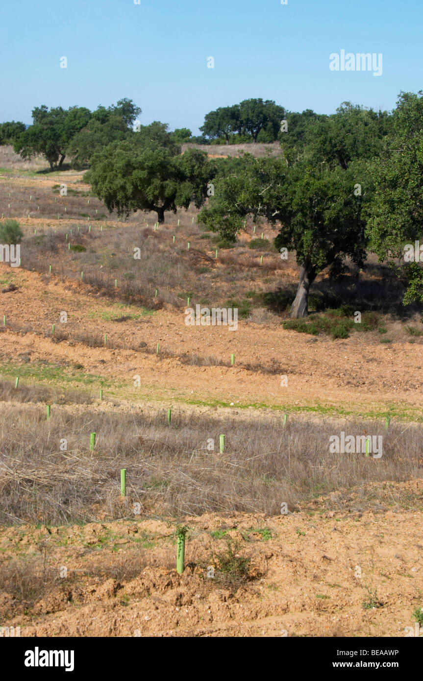 dry fields with oak trees herdade de sao miguel alentejo portugal Stock ...