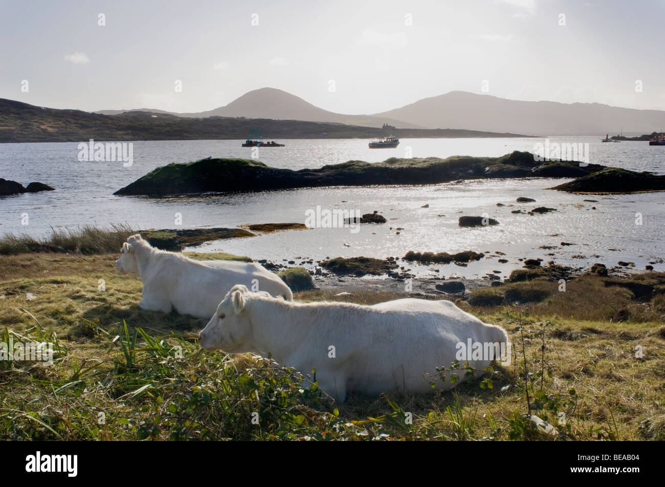 Ireland countryside cattle hi-res stock photography and images - Alamy