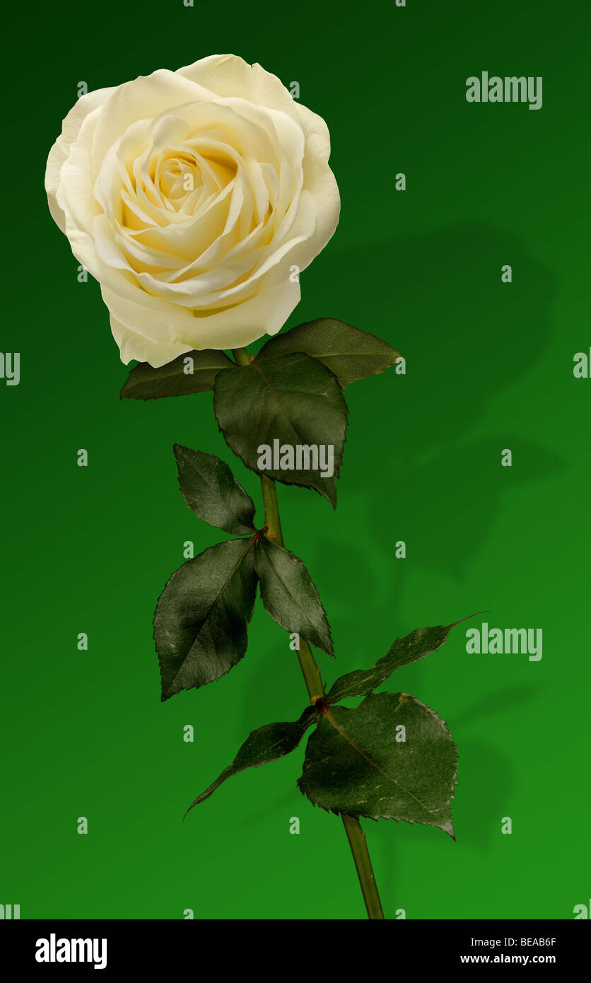 white rose green background Stock Photo - Alamy