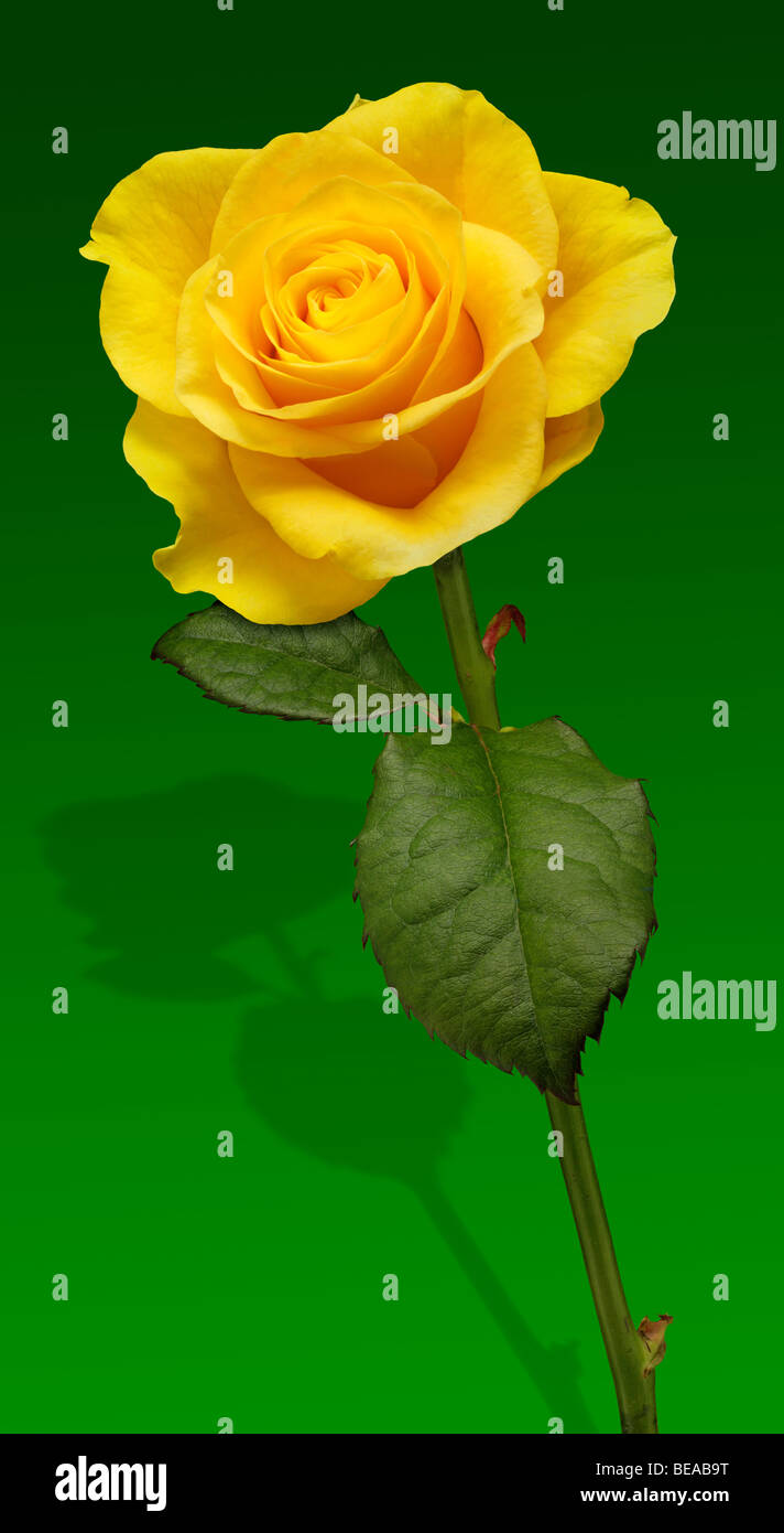 Single Yellow Rose Wallpaper