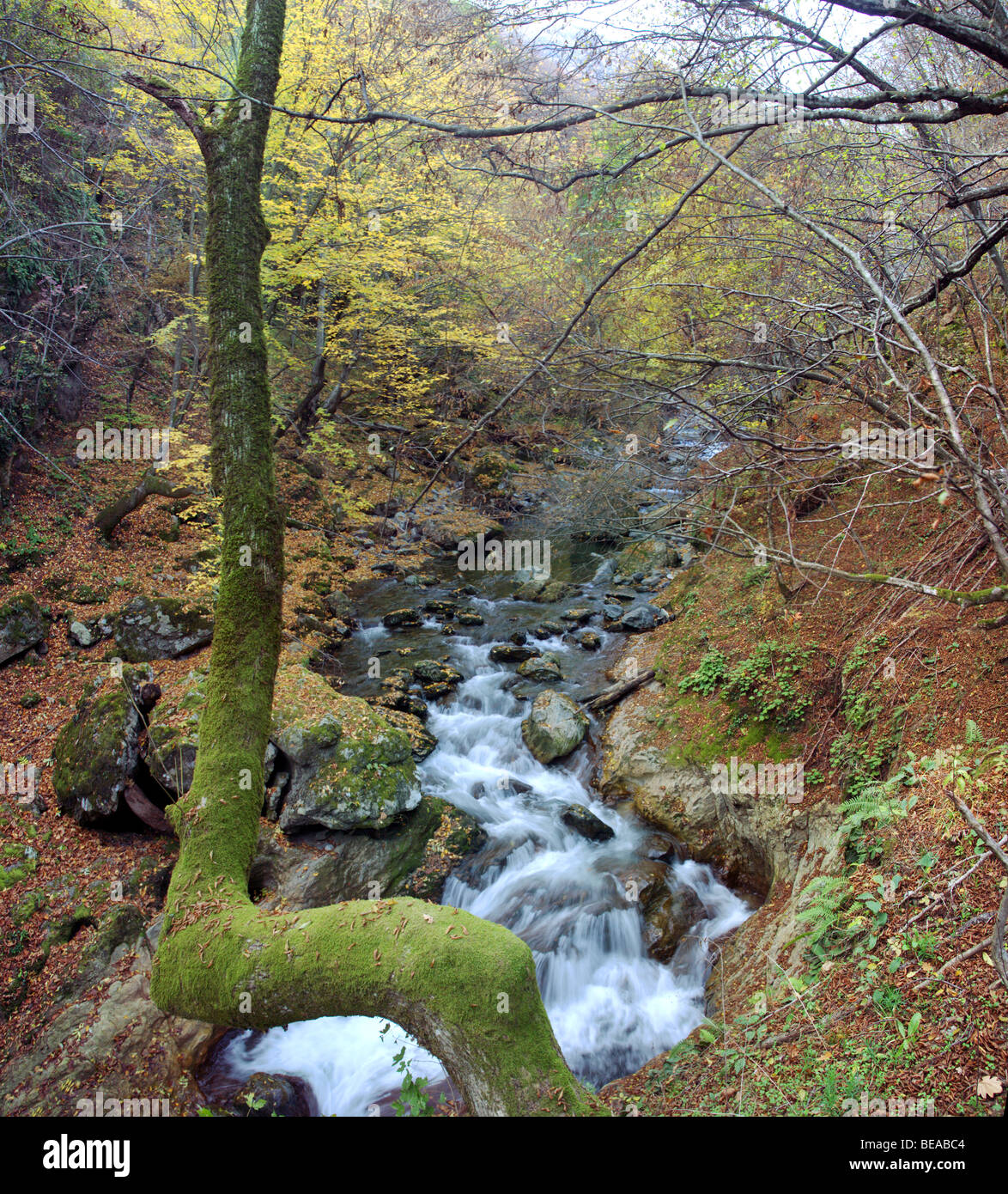 Tree over a river in the forest. Autumn in the Balkan mountains ...