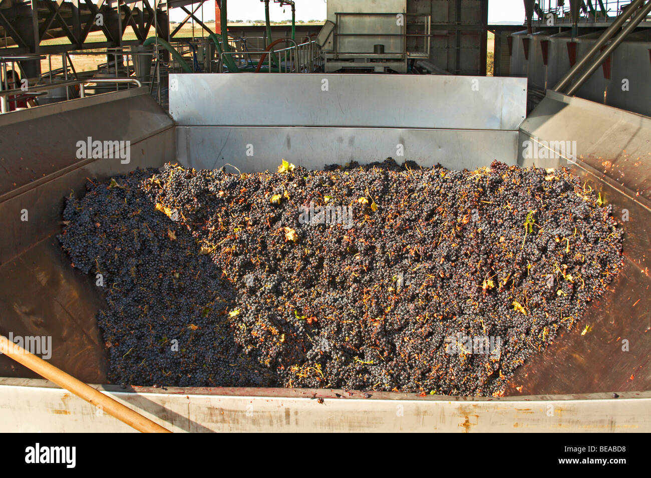 Grape Hopper High Resolution Stock Photography and Images - Alamy