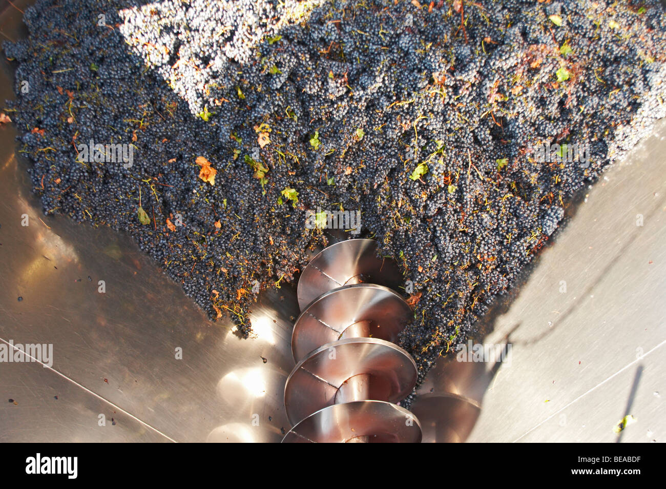 grapes in the receiving hopper quinta de sao jorge alentejo portugal ...