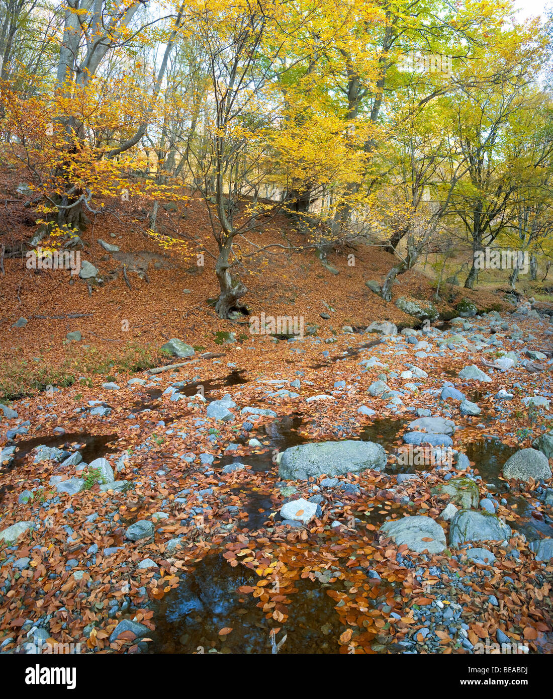 Trees over a river in the forest. Autumn in the Balkan mountains ...