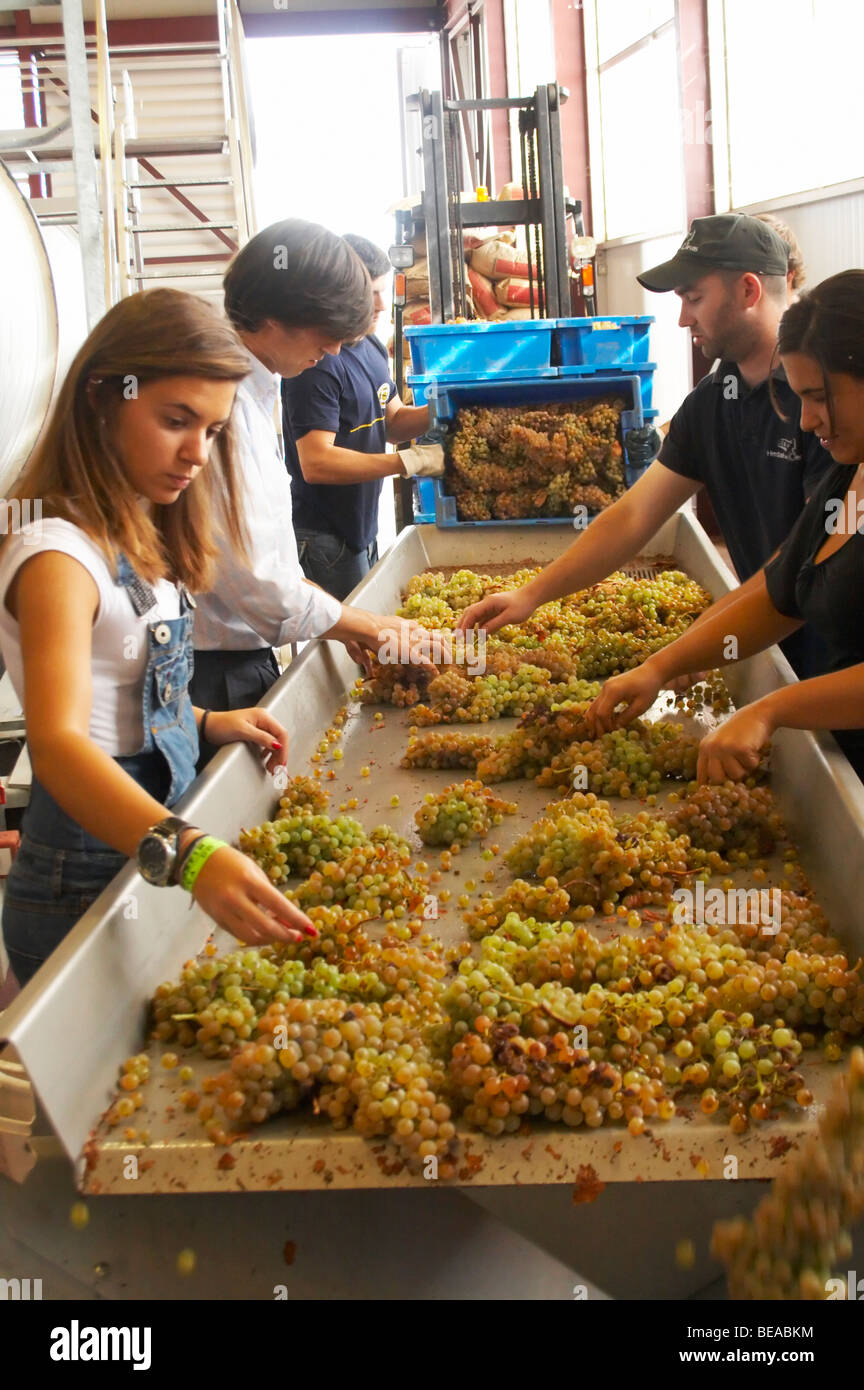 Antao vaz grape sorting table hi-res stock photography and images - Alamy