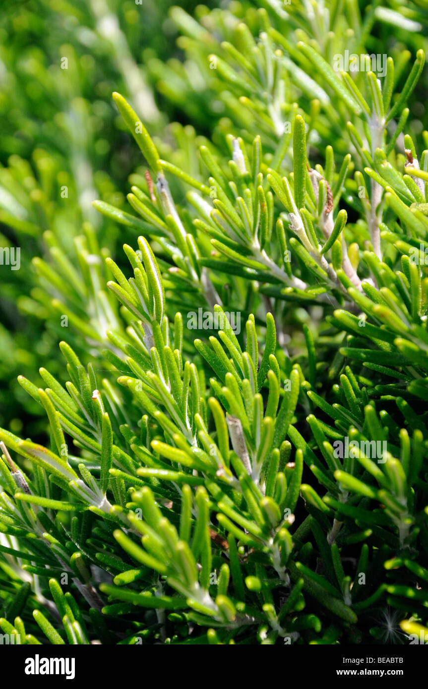 Rosemary hi-res stock photography and images - Alamy