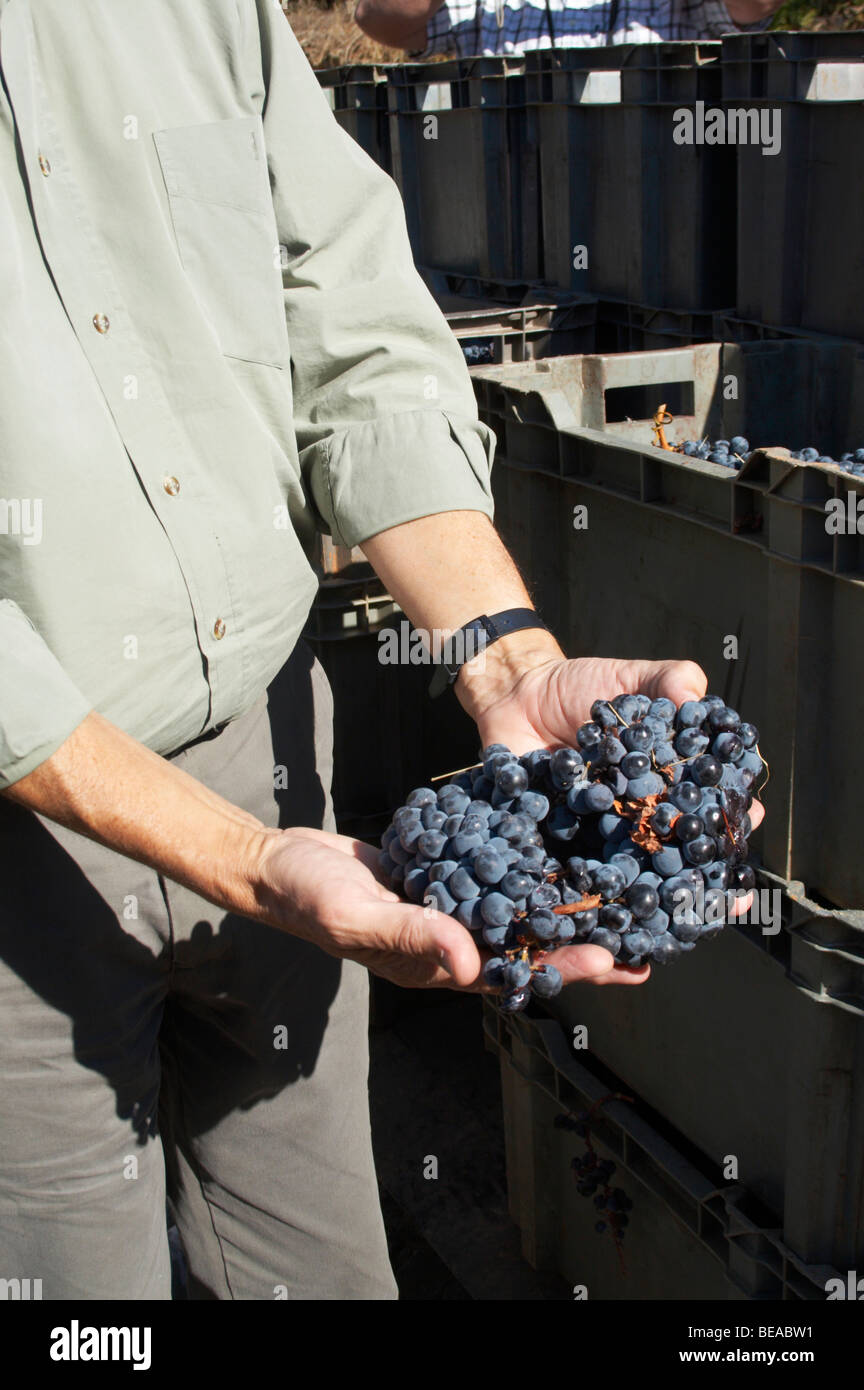 Red louro hi-res stock photography and images - Alamy