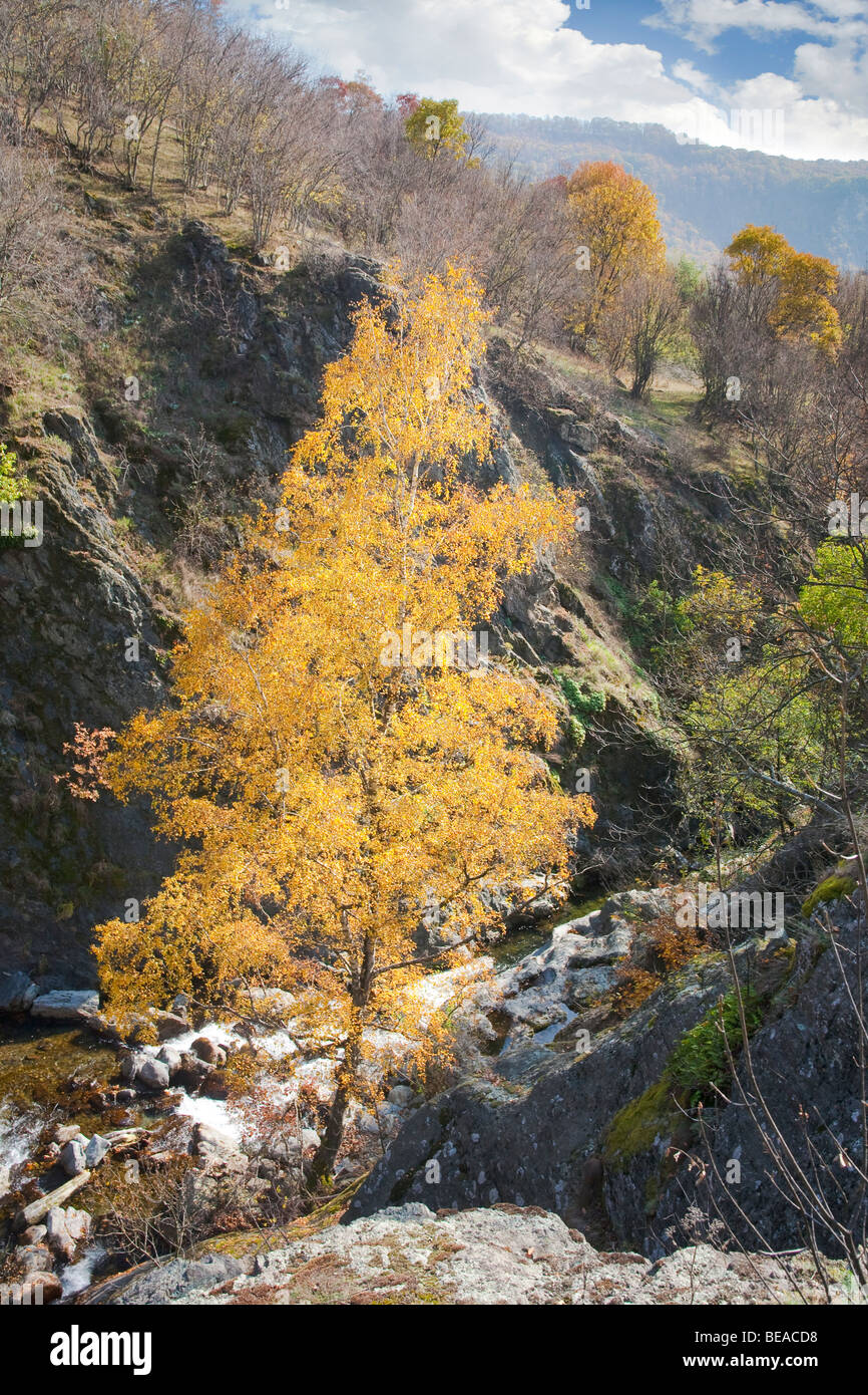Balkan flora hi-res stock photography and images - Alamy