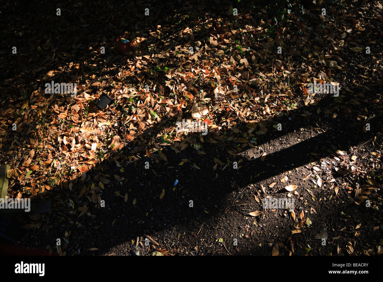 Woman's Shadow on Fallen Autumn leaves in Shaft of Sunlight Stock Photo ...