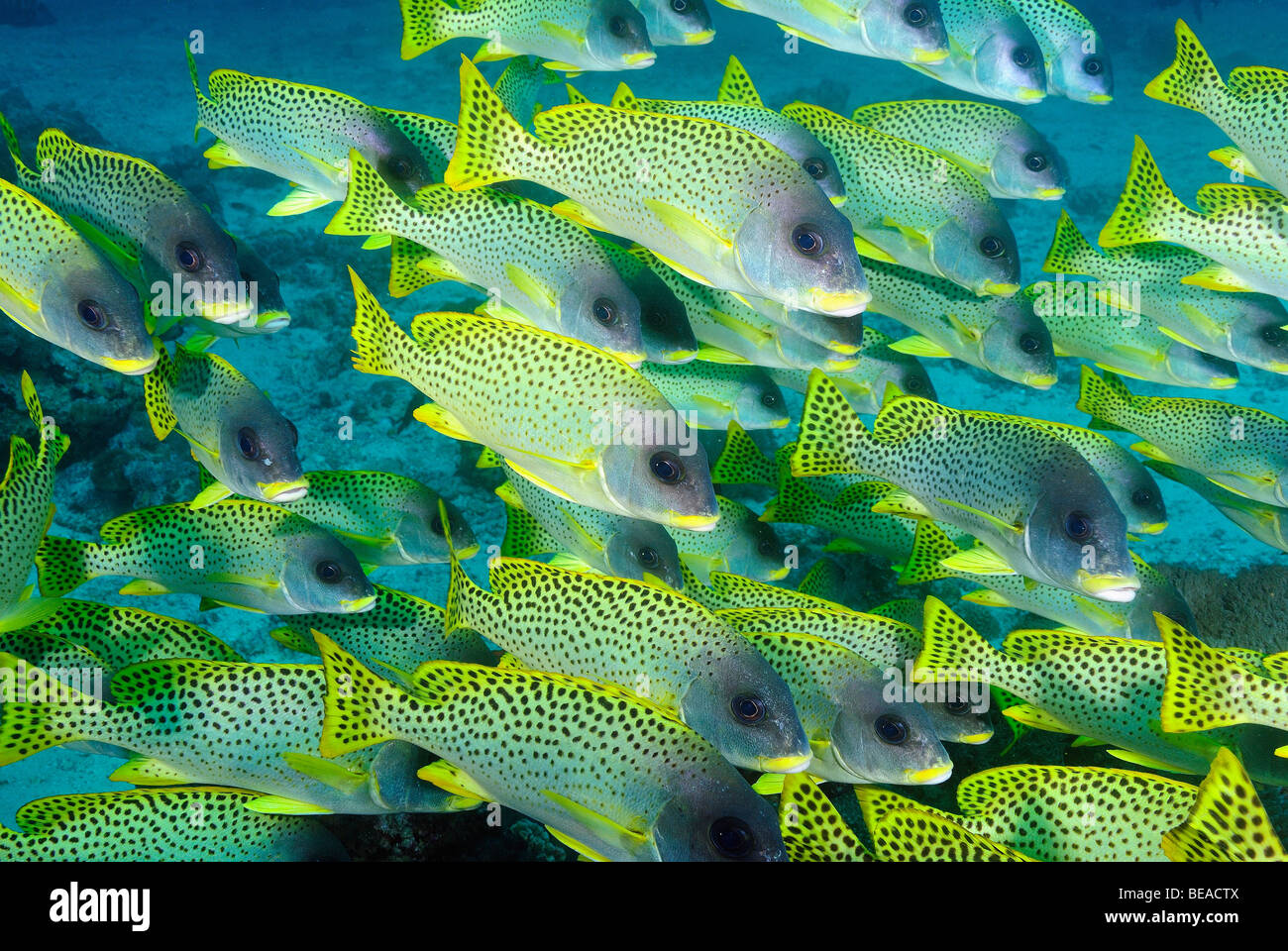 School of Blackspotted rubberlip fish, Gulf of Aden, Djibouti Stock ...