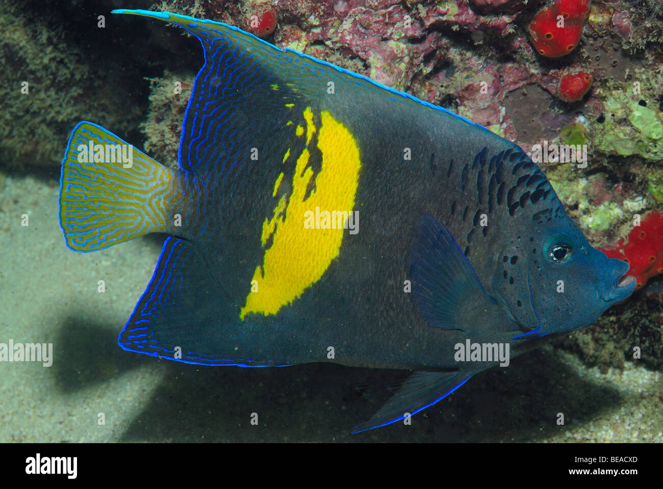 Yellowband angelfish fish, Gulf of Aden, Djibouti Stock Photo - Alamy