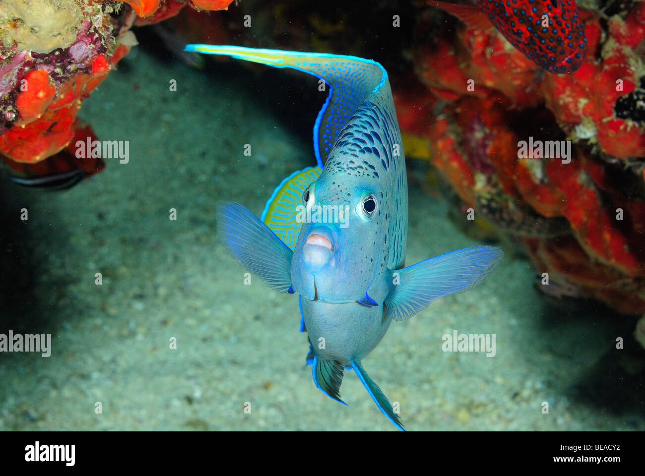 Yellowband angelfish fish, Gulf of Aden, Djibouti Stock Photo - Alamy