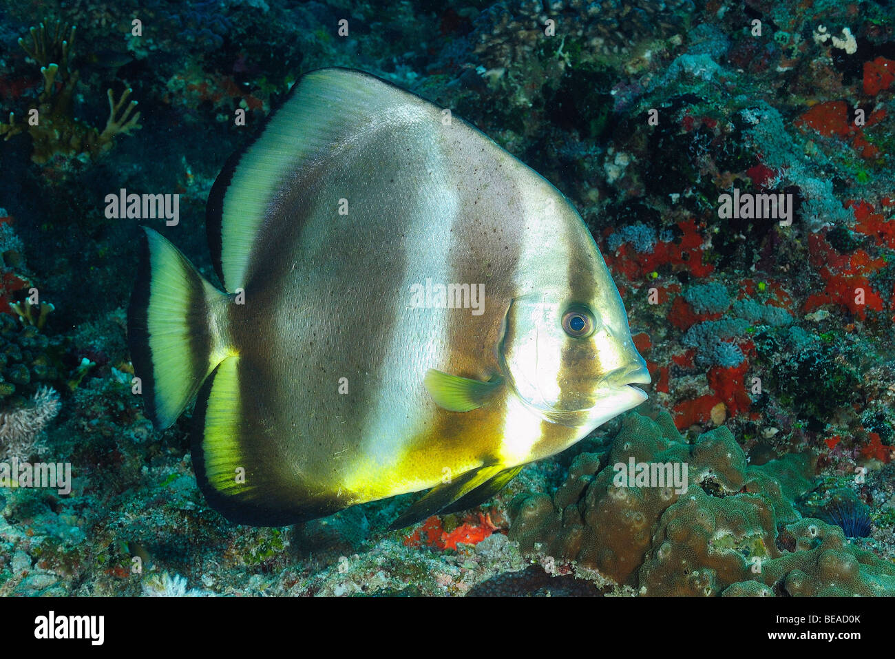 Orbicular batfish fish, Gulf of Aden, Djibouti Stock Photo - Alamy