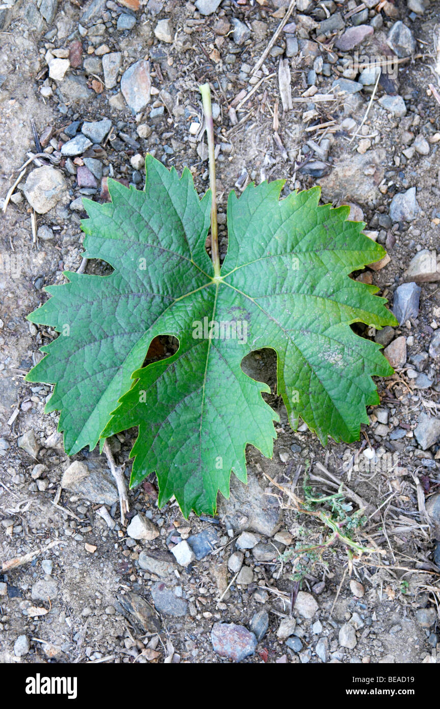Unusual soil types hi-res stock photography and images - Alamy