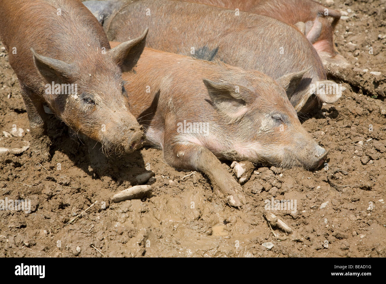 Brown piglets outdoors in field Stock Photo - Alamy