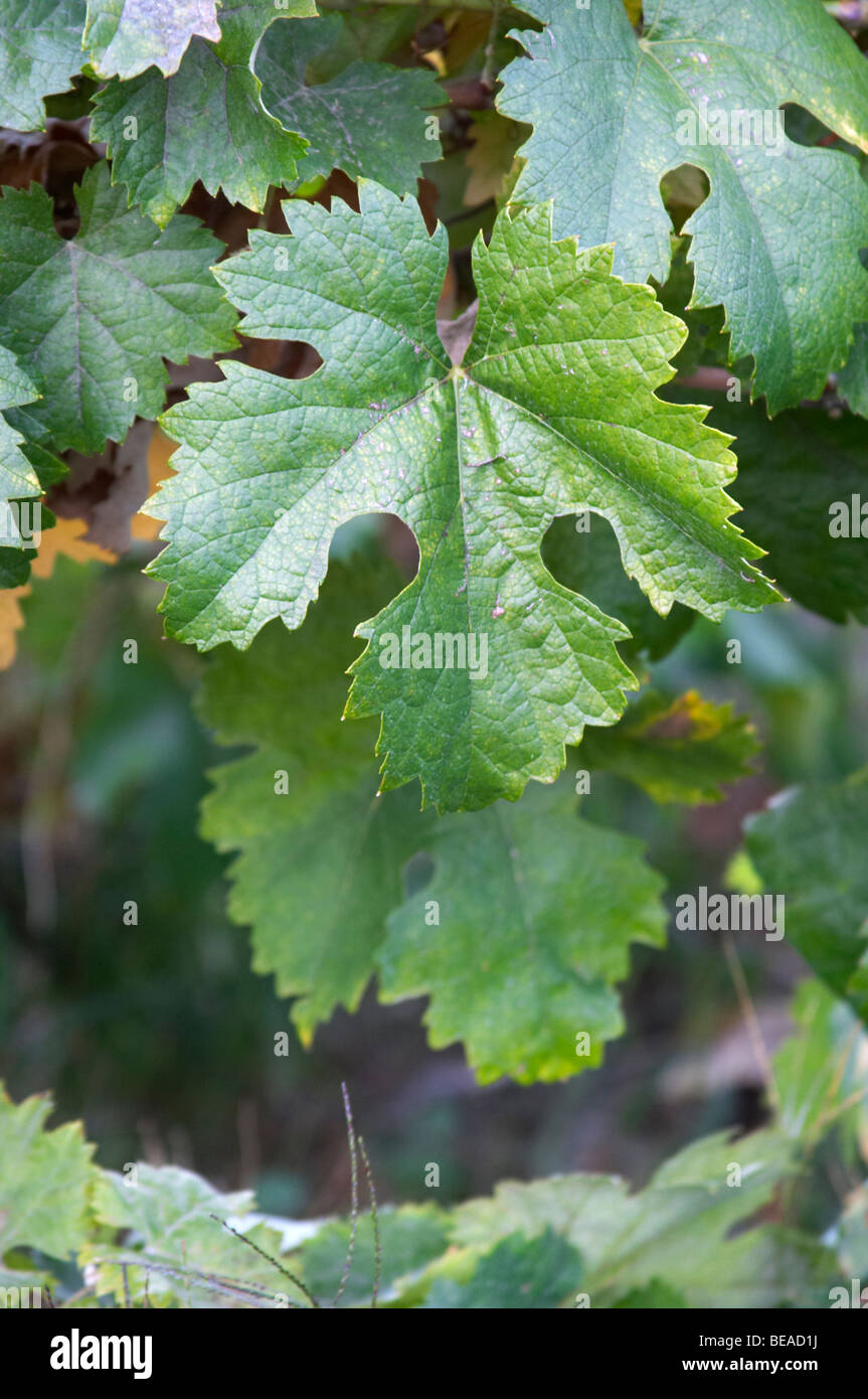 Gouveio hi-res stock photography and images - Alamy