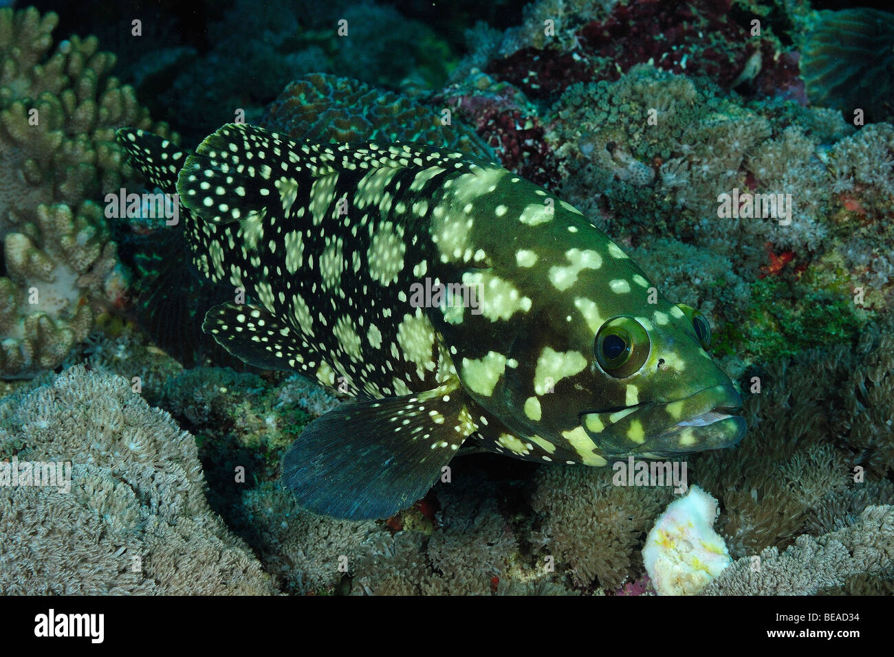 Summan grouper fish hi-res stock photography and images - Alamy
