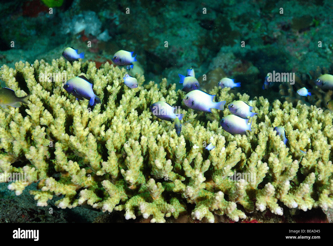 School of marginate dascyllus fish, Gulf of Aden, Djibouti Stock Photo ...