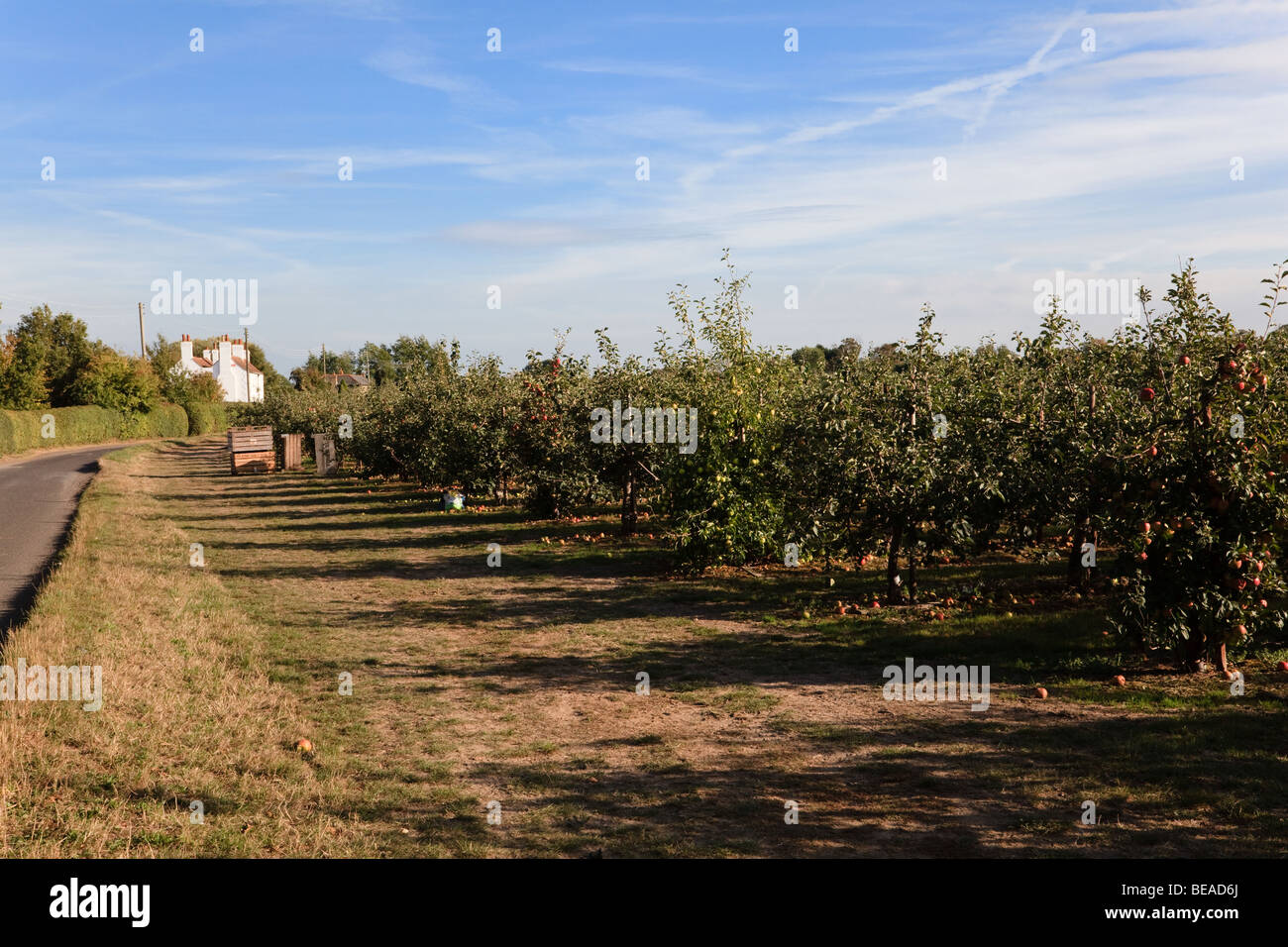 Apple Orchards in Autumn, near Preston, Kent,Uk Stock Photo - Alamy