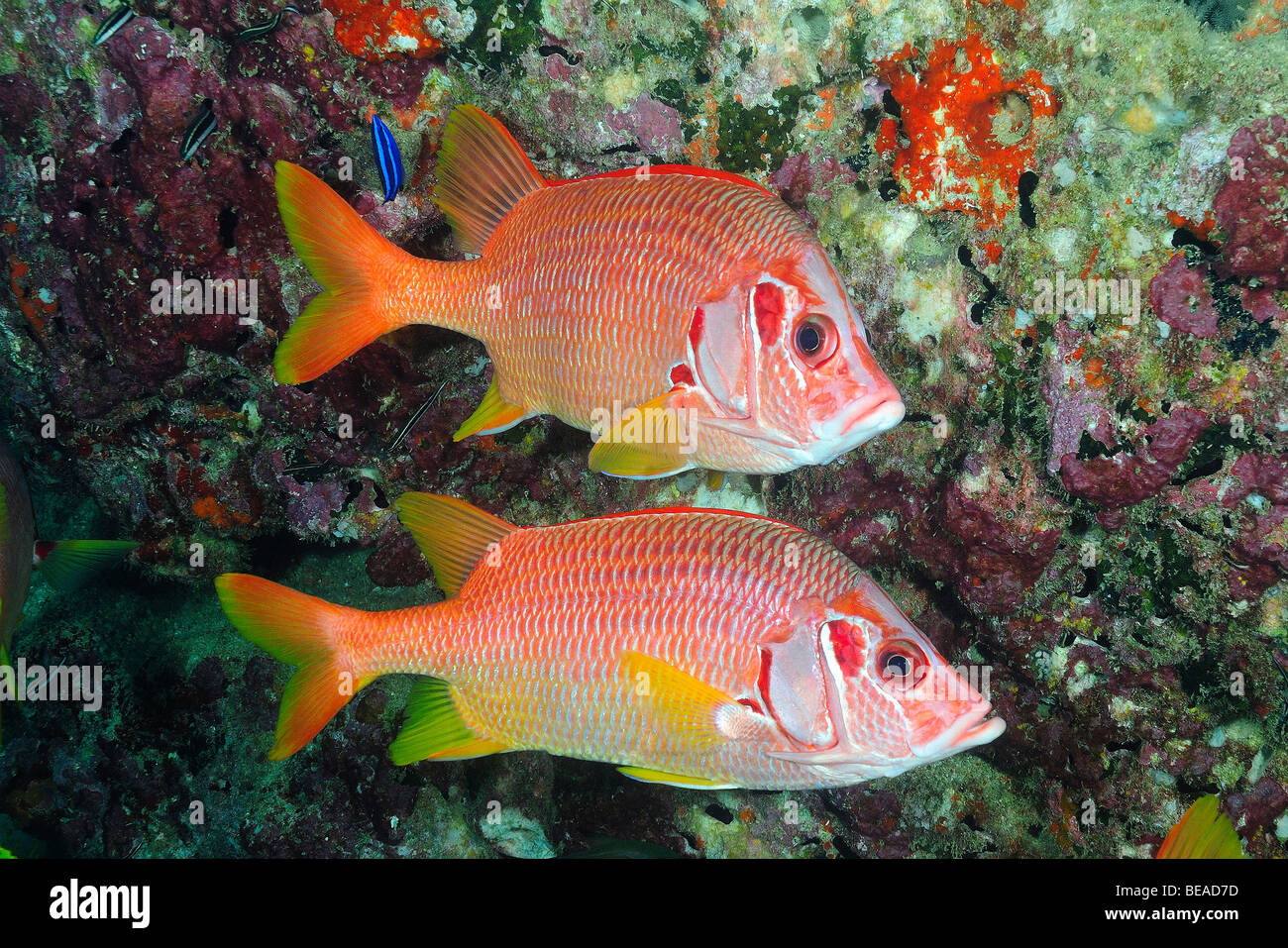 Sabre squirrelfish fish, Gulf of Aden, Djibouti Stock Photo - Alamy