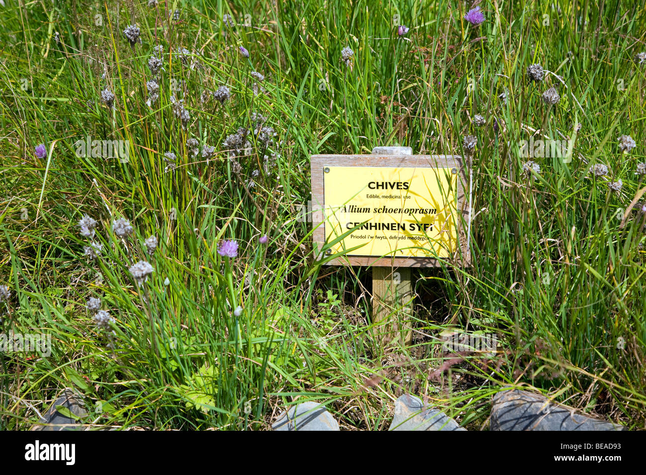 Chives plant sign Stock Photo - Alamy