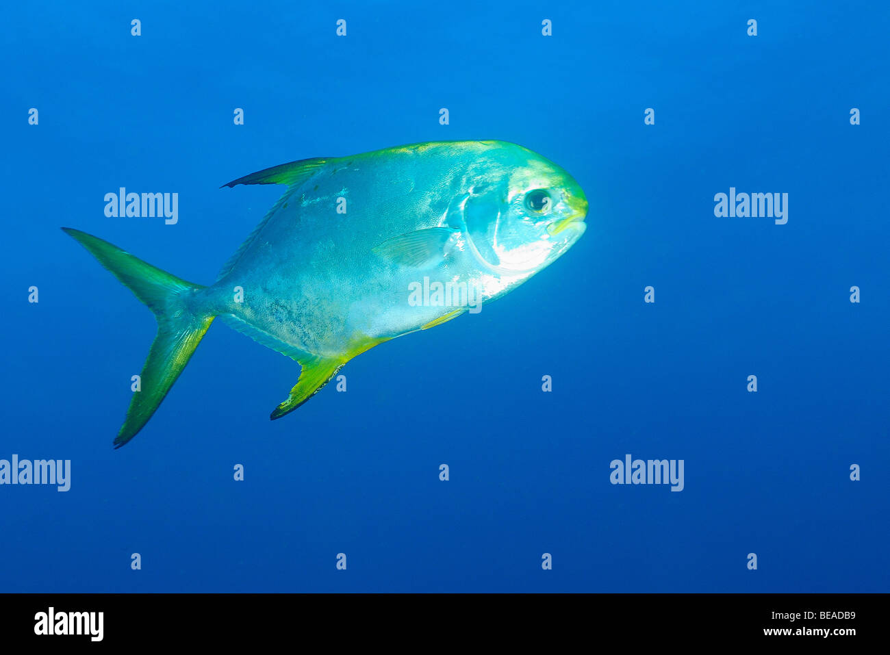 Pompano fish hi-res stock photography and images - Alamy