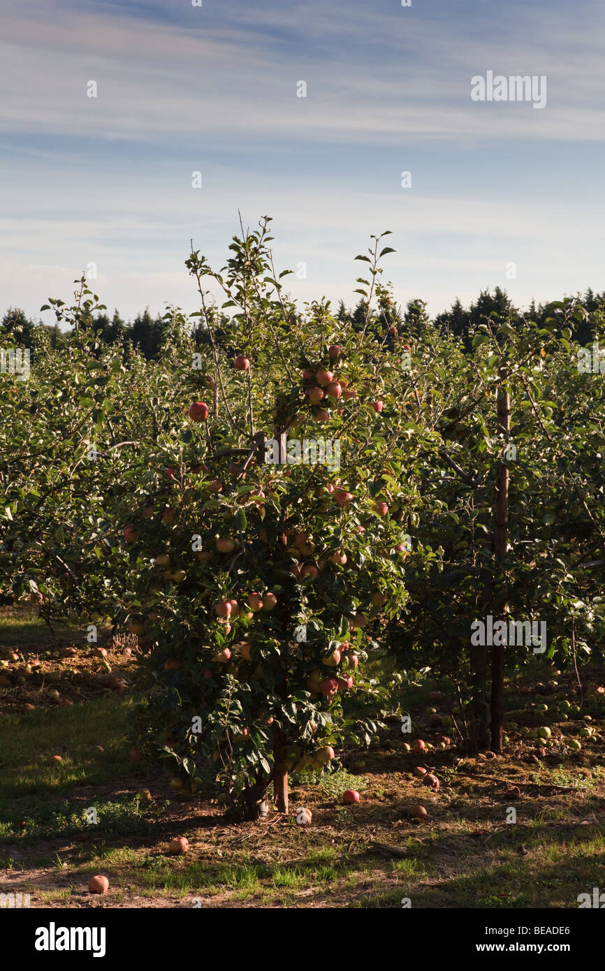 Red Apple tree in Orchards, near Preston, Kent,Uk Stock Photo - Alamy