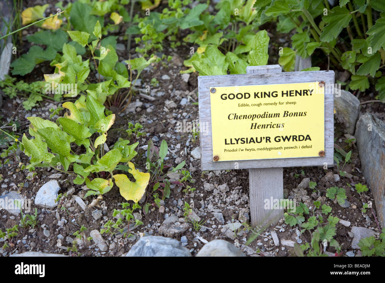 Good King Henry Stock Photo - Alamy