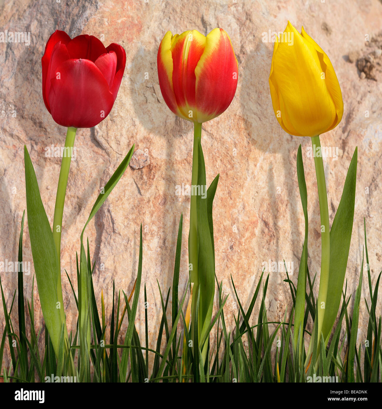 Pink and yellow and red Cut Out Stock Images & Pictures - Alamy