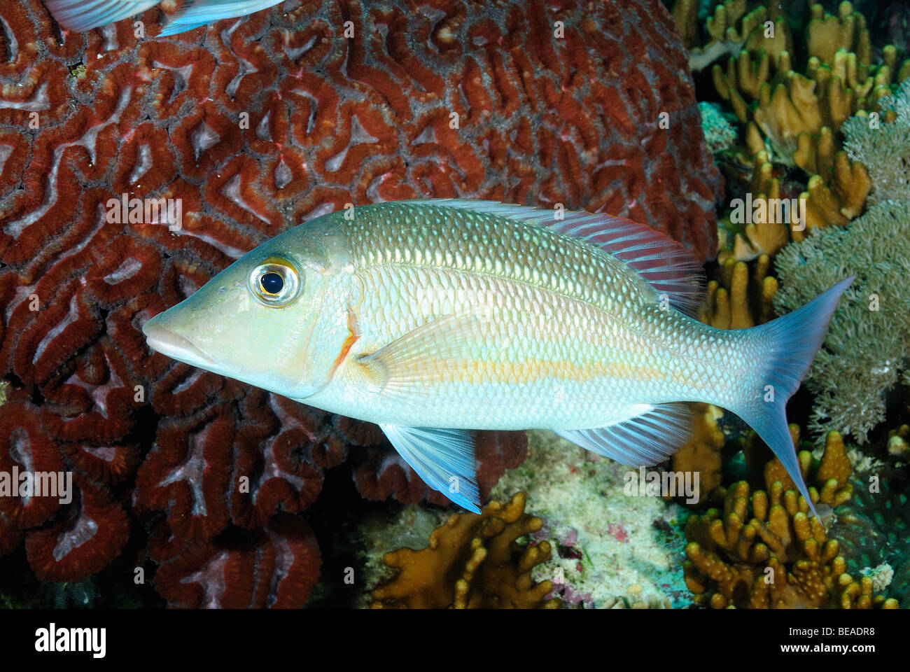 Pearly monocle beam fish, Gulf of Aden, Djibouti Stock Photo - Alamy