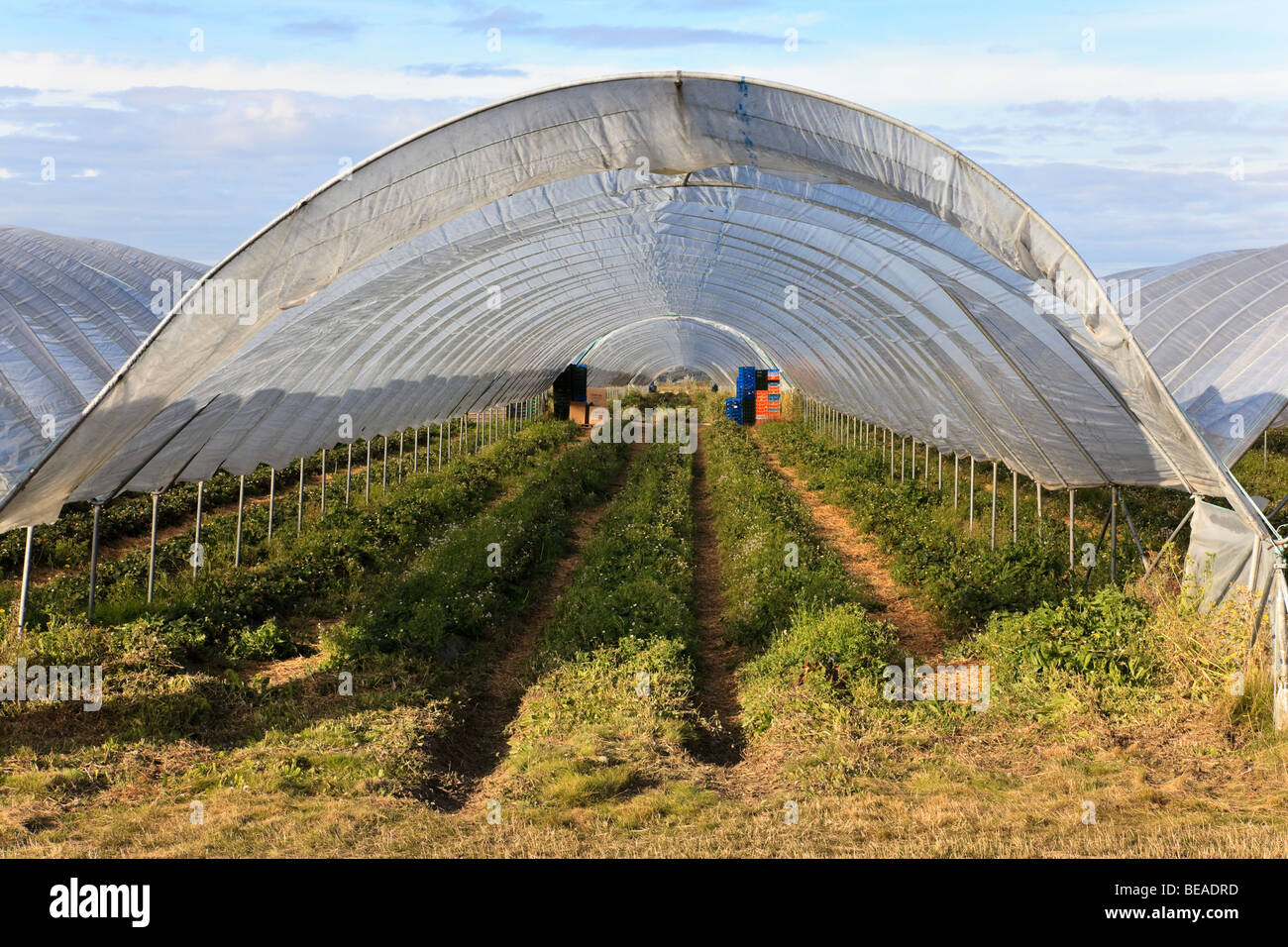Poly tunnels hi-res stock photography and images - Alamy
