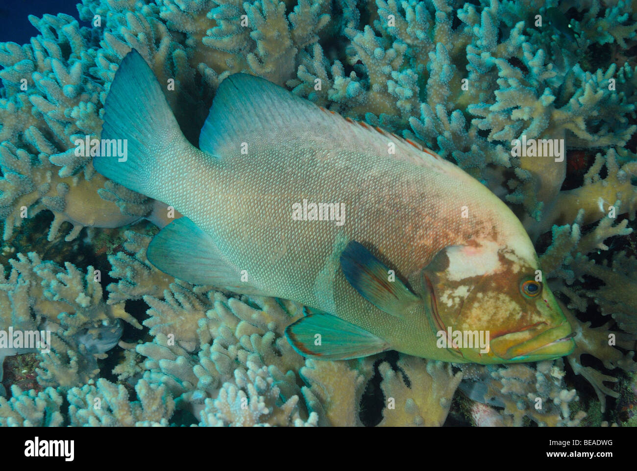 Gulf grouper hi-res stock photography and images - Alamy