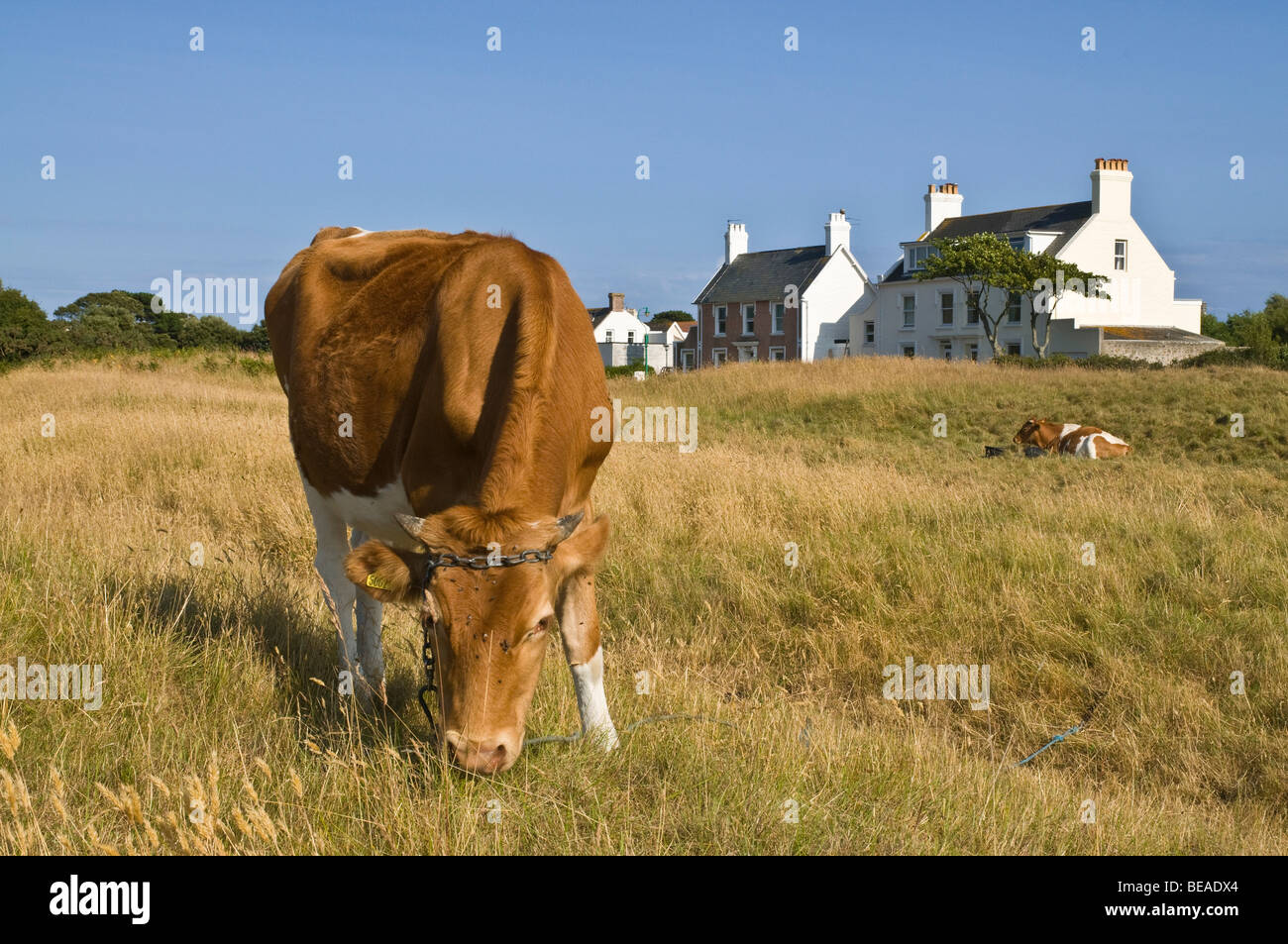 Dh guernsey cow animal guernsey hi-res stock photography and images - Alamy