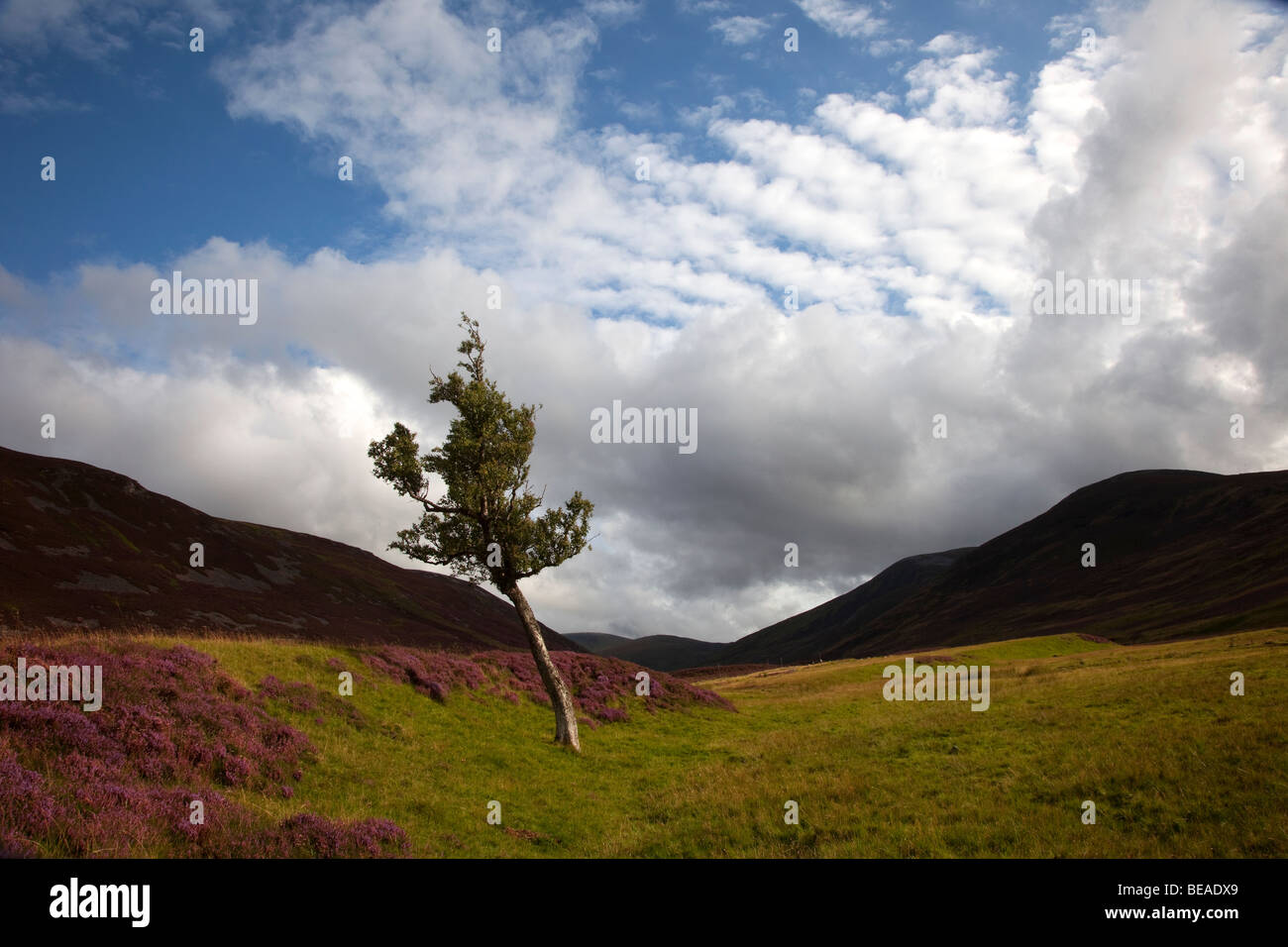 Single Birch Tree in Glen Cluny or Clunie in the Cairngorms National ...