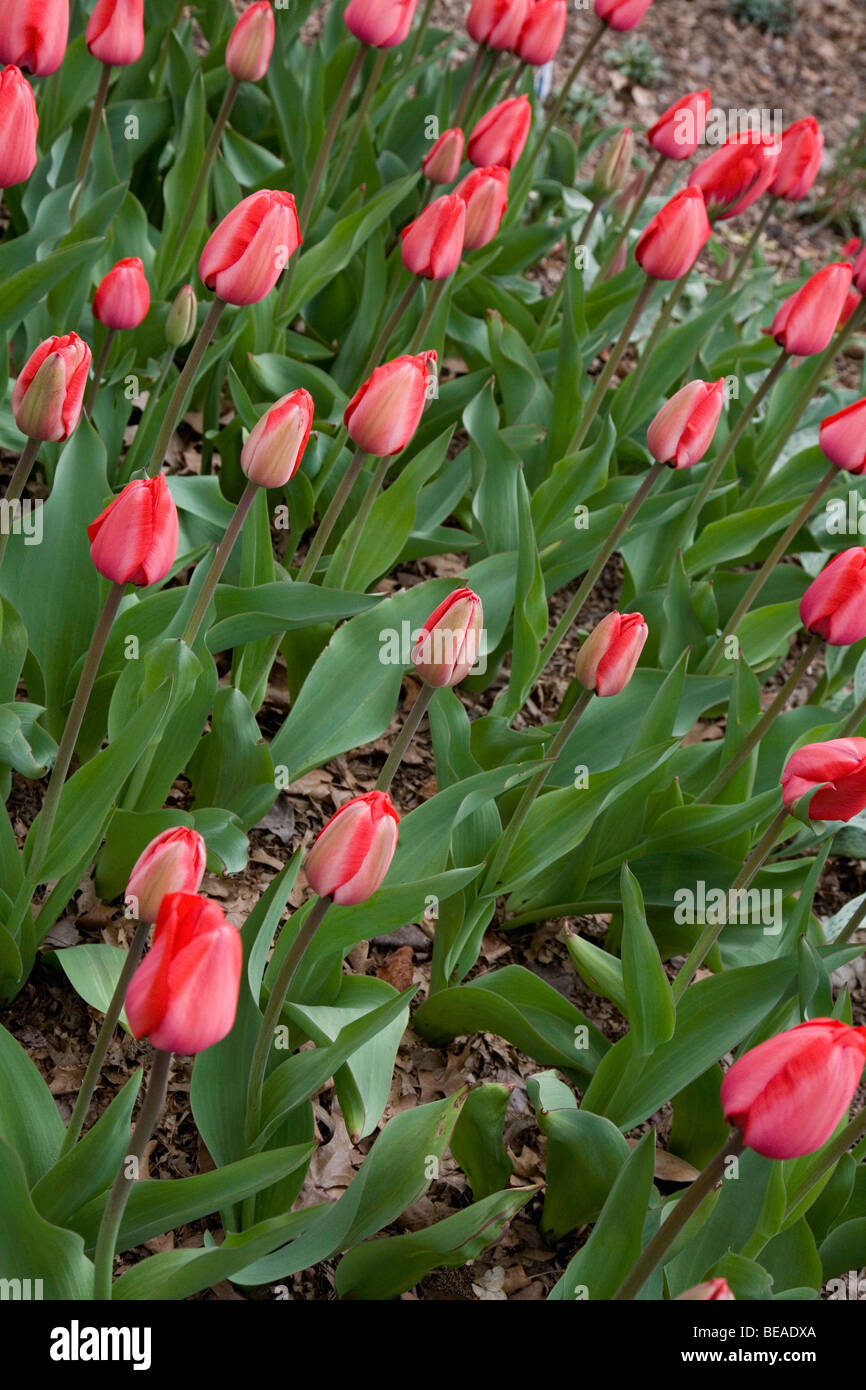 Large group of tulips Stock Photo - Alamy