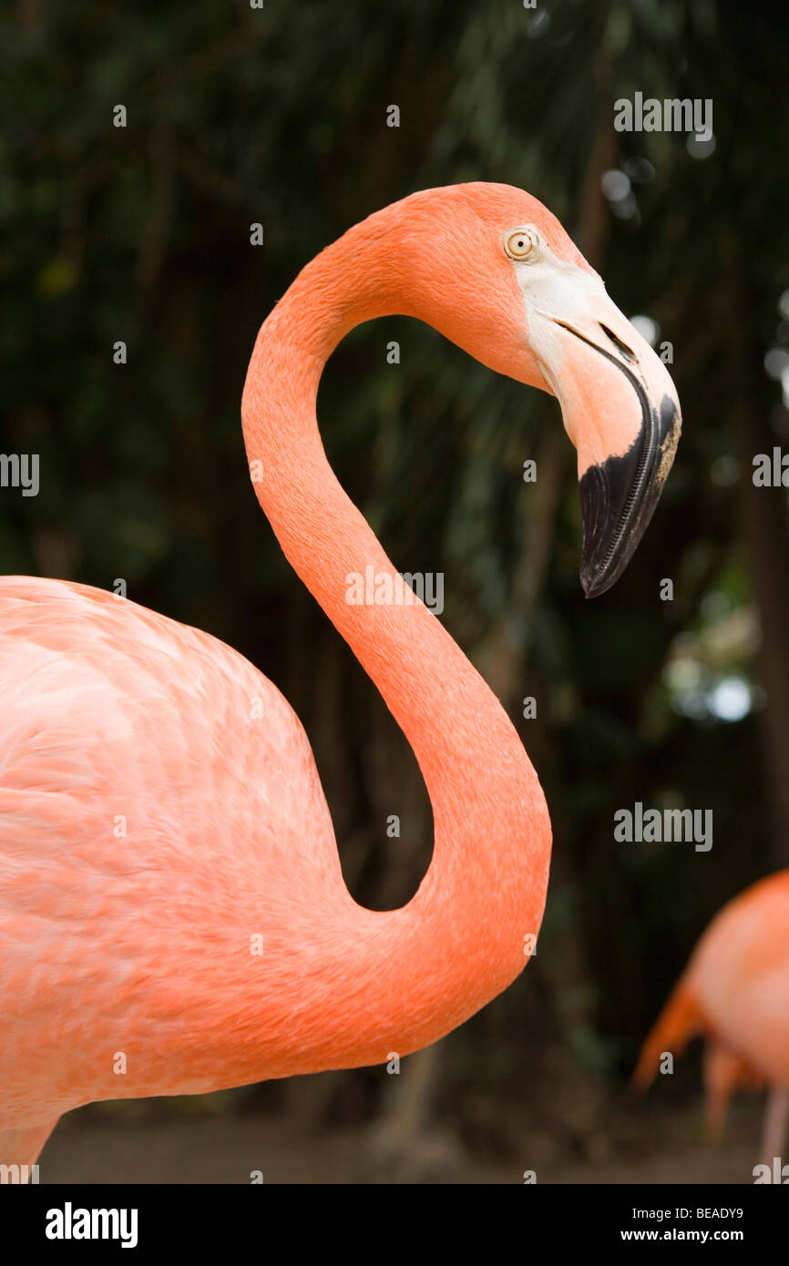 American Flamingo, Nassau, Bahamas, Caribbean Stock Photo - Alamy