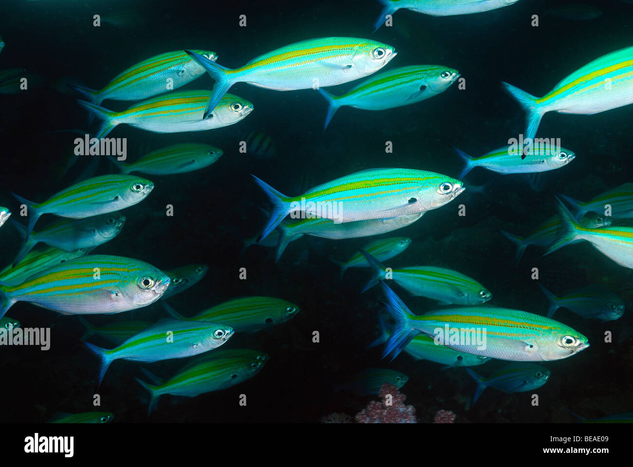 Scientific name caesio caerularea hi-res stock photography and images ...