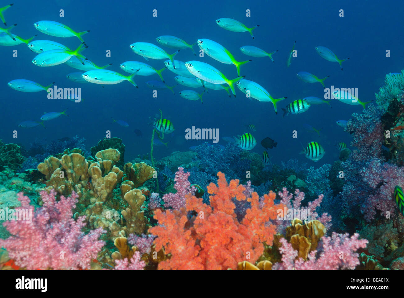 Scientific name caesio teres hi-res stock photography and images - Alamy