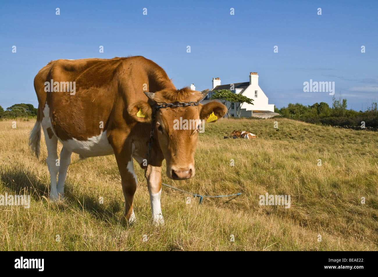 Dh guernsey cow animal guernsey hi-res stock photography and images - Alamy